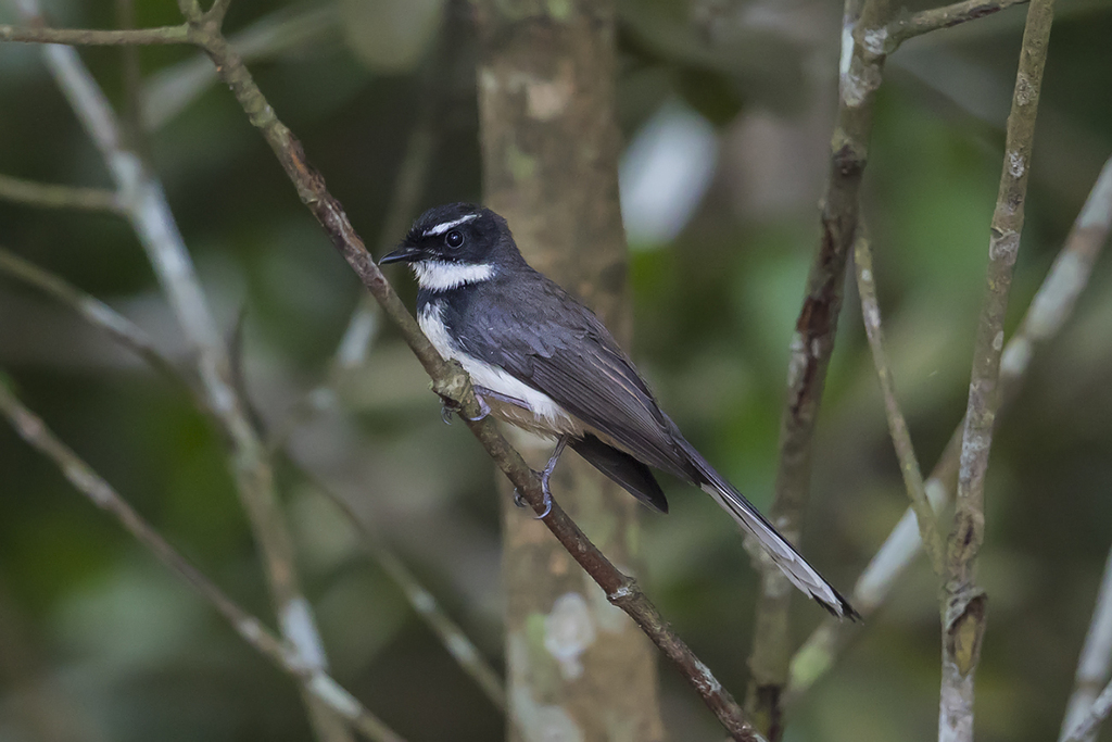 Philippine Pied-Fantail from Puerto Princesa, Palawan, Philippines on ...