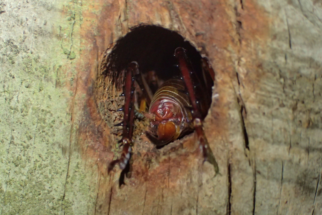 Auckland Tree Weta from Laingholm, Auckland 0604, New Zealand on June ...