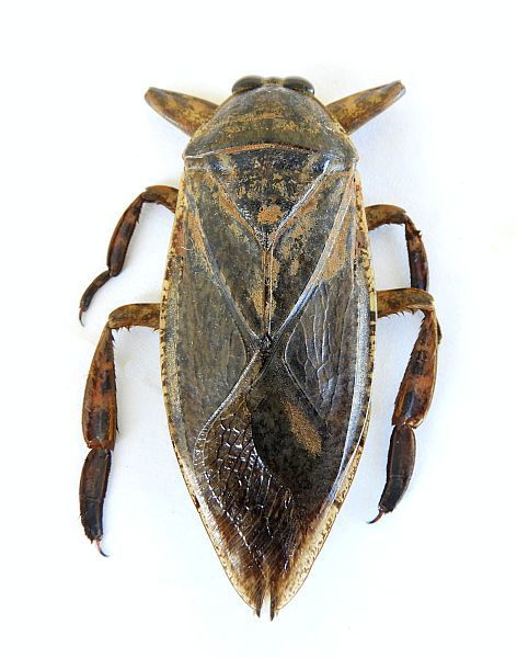 Lethocerus medius from Pima County, AZ, USA on May 23, 2022 at 10:49 PM ...