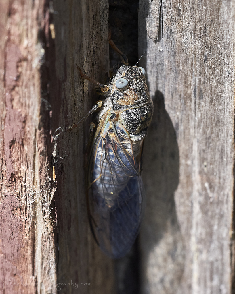 Say's Cicada from North Hero, VT 05474, USA on May 16, 2022 at 09:33 PM ...