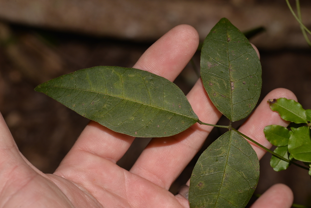 climbing panax from Upper Orara NSW 2450, Australia on June 15, 2022 at ...