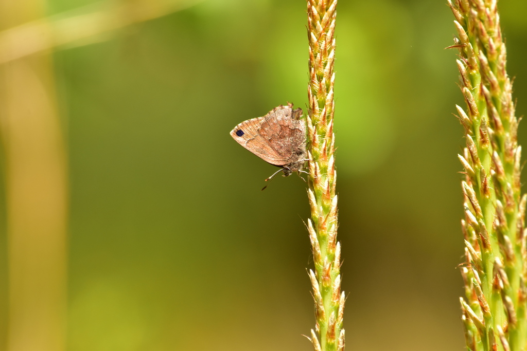 Frosted Elfin in May 2022 by Rachael Bonoan · iNaturalist
