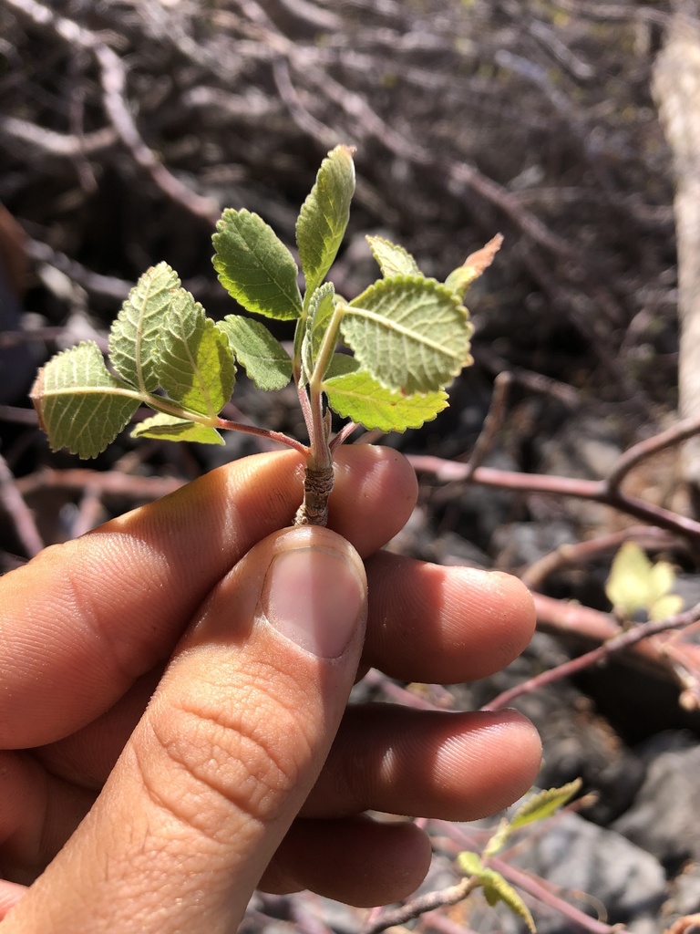 Red Elephant Tree from Loreto, MX-BS, MX on April 10, 2022 at 11:28 AM ...