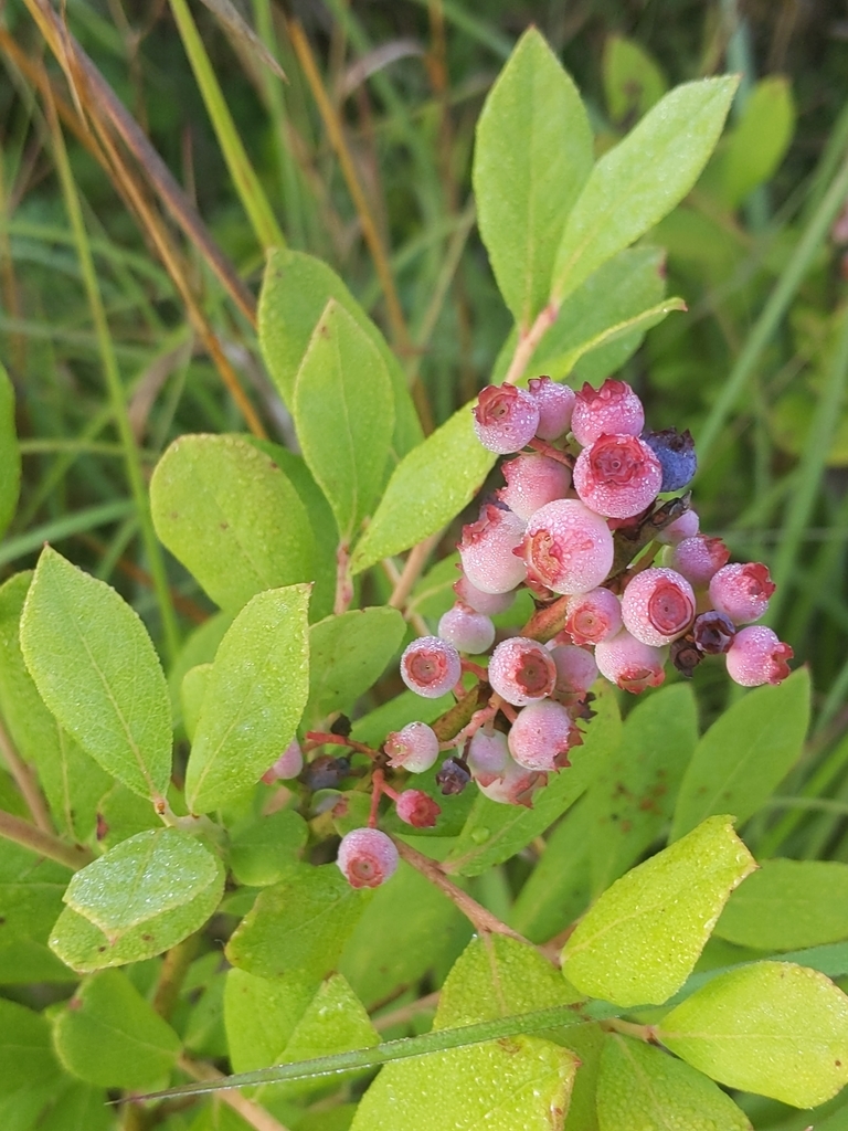Blue Ridge blueberry from Waterloo, AL 35677, USA on June 15, 2022 at ...
