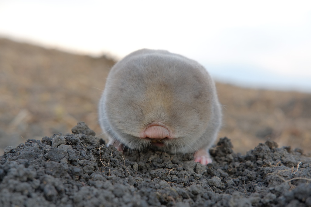 Balkan Blind Molerat in May 2018 by Mikhail Rusin · iNaturalist