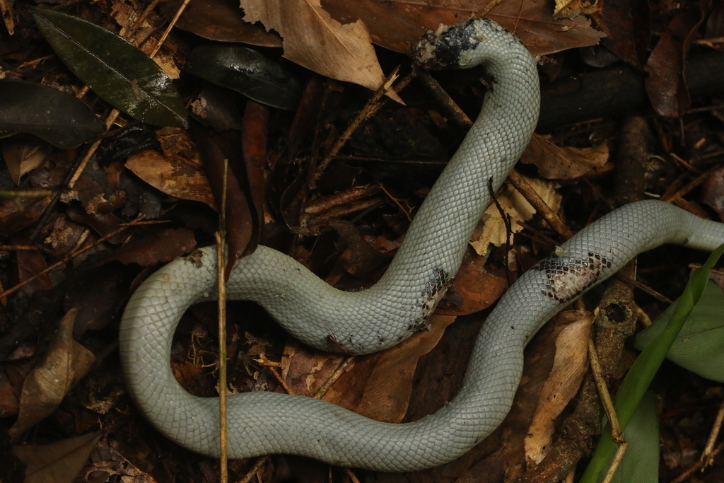 African Burrowing Python from taversée Bob on June 3, 2022 at 07:41 AM ...
