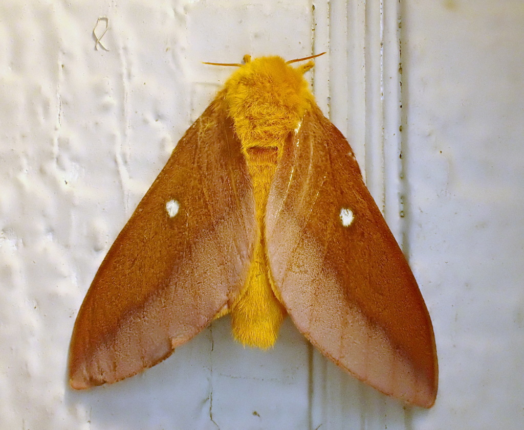 Pink-striped Oakworm Moths from Chesterfield County, US-VA, US on June ...