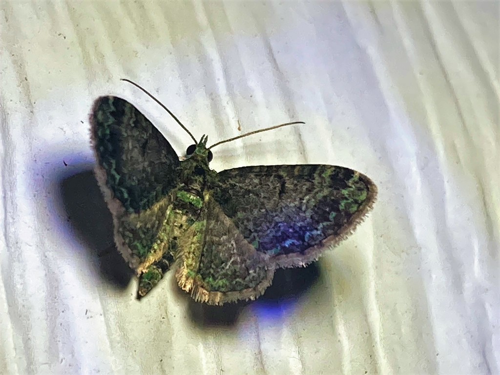 Green Pug from Andover, MN 55304, USA on June 14, 2022 at 10:28 PM by ...