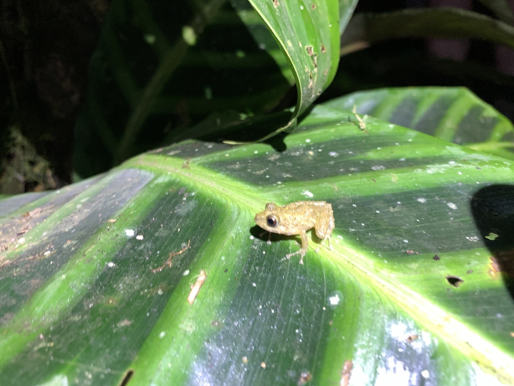 Pygmy Rain Frog from Coto Brus, Puntarenas, CR on June 14, 2022 at 08: ...