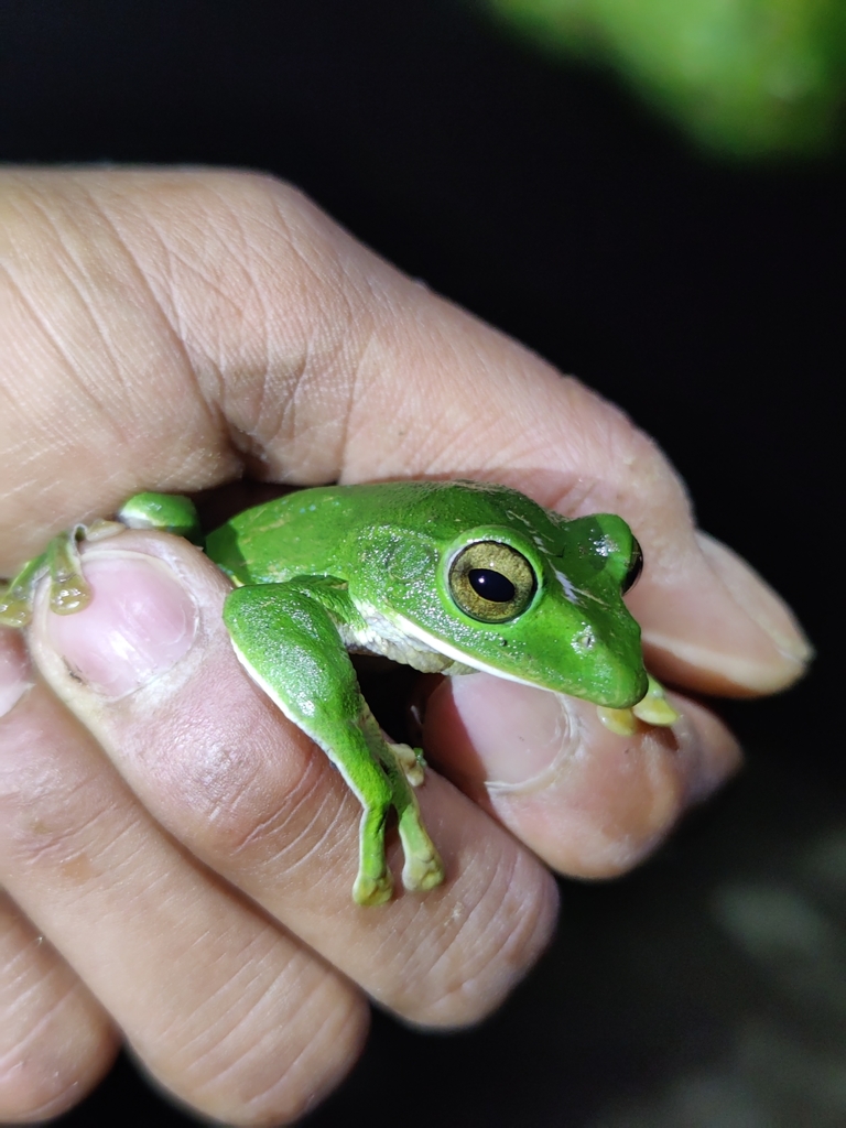 White-lipped Treefrog from GRMC+V5R, Ziro, 791120 on May 31, 2022 at 09 ...