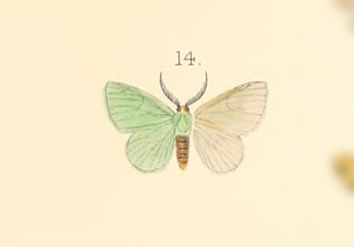 Omphax nigricornis · iNaturalist