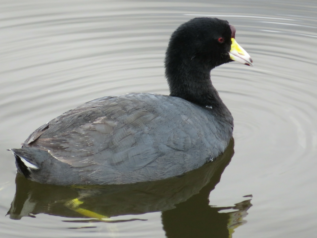 American Coot (Birds of Rosewood Nature Study Area) · iNaturalist