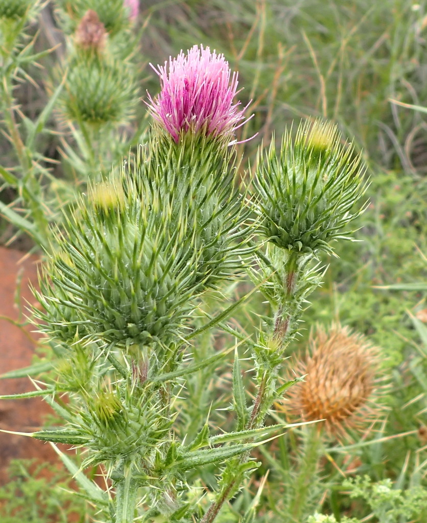 Bull Thistle from The Owl Route, Western District, South Africa on ...