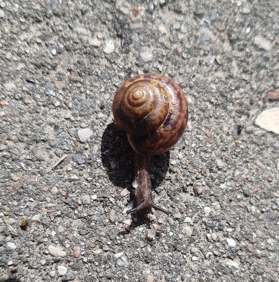 Bush snail from Опочка on June 15, 2022 at 03:17 PM by Tatiana ...