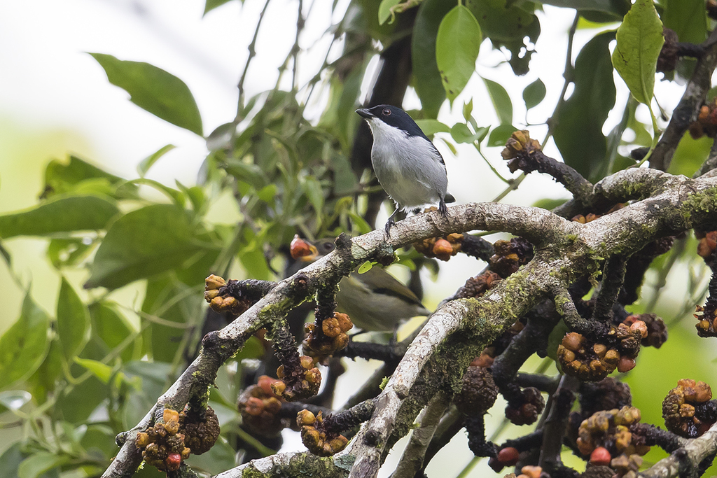 Bicolored Flowerpecker from Infanta, Quezon, Philippines on November 10 ...