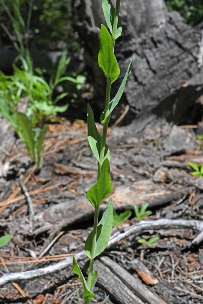 drummond's rockcress from El Dorado County, CA, USA on June 14, 2022 at ...