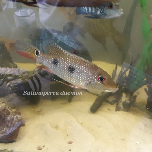 Threespot Eartheater (Satanoperca daemon) · iNaturalist United Kingdom