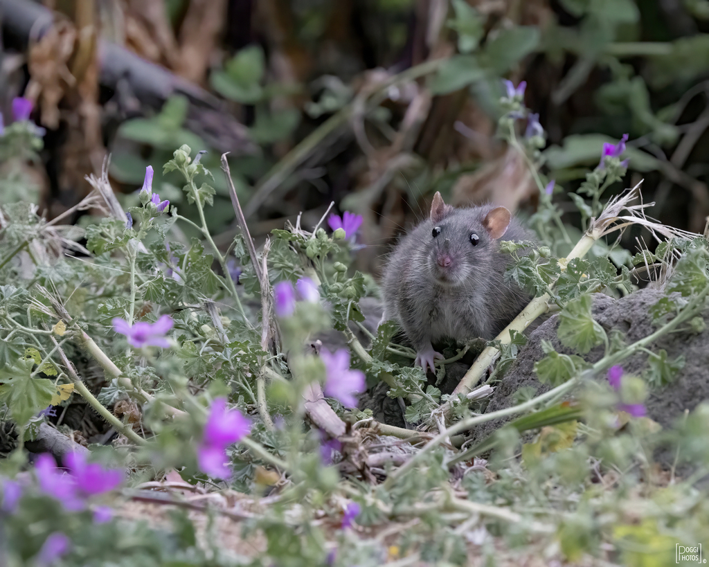 Brown Rat from Quartiere XII Gianicolense, Roma RM, Italia on June 14 ...