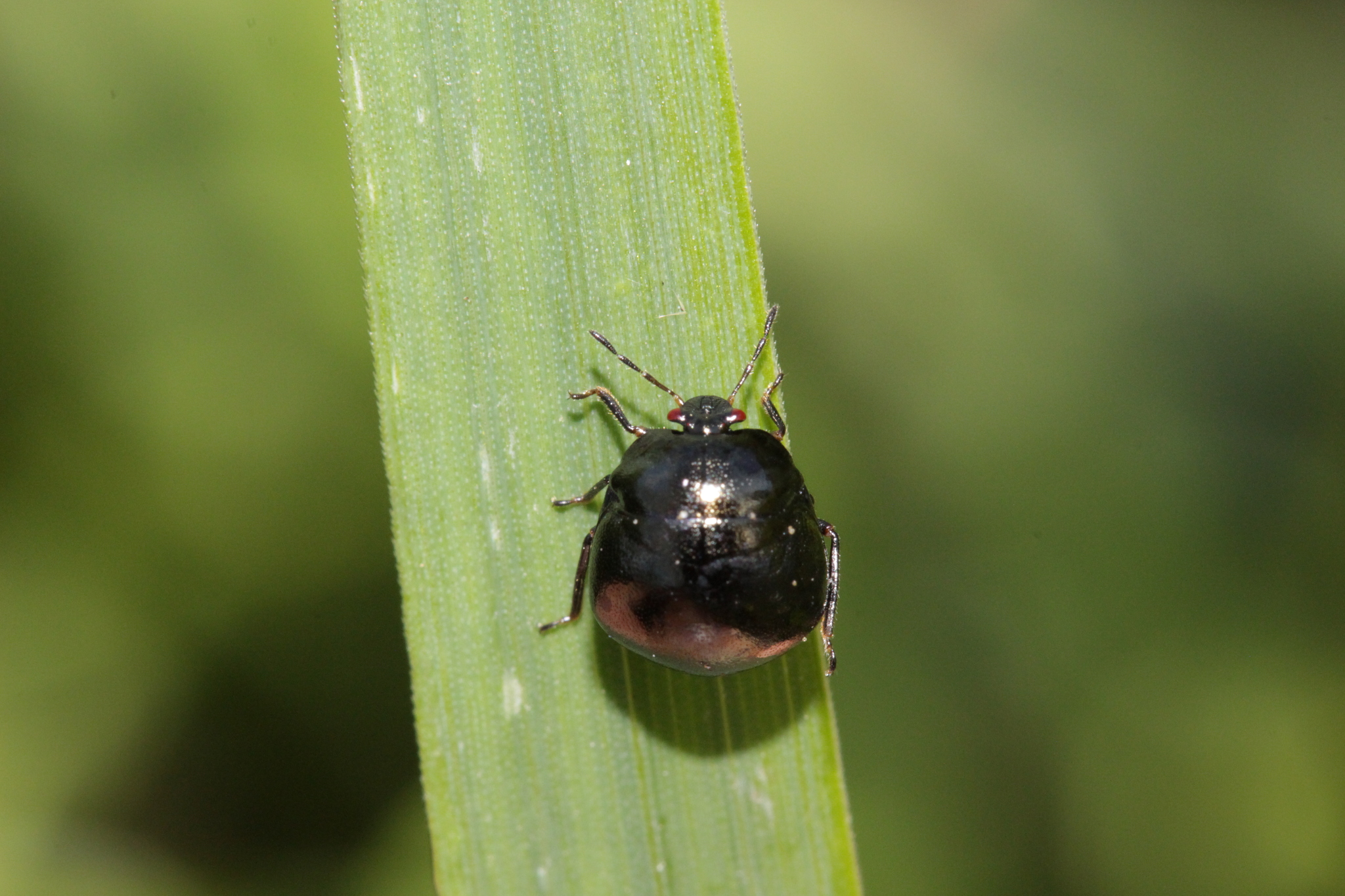 Coptosoma scutellatum (Geoffroy, 1785)