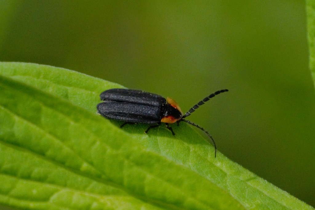 Black Firefly from Coventry, CT, USA on June 11, 2022 at 04:02 PM by ...