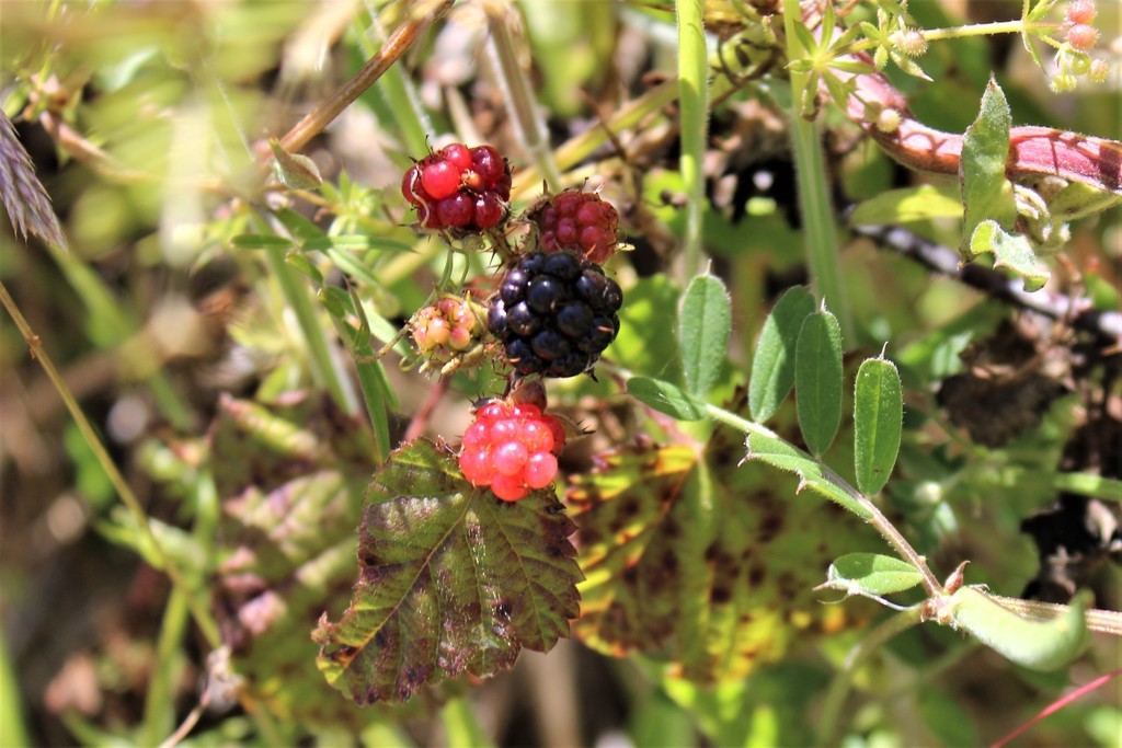 trailing blackberry from Estero Trail, Inverness, CA 94937, USA on June ...