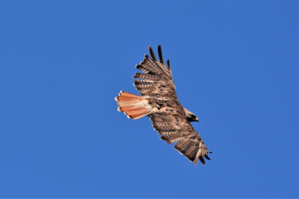 Red-tailed Hawk from Estero Trail, Inverness, CA 94937, USA on June 13 ...