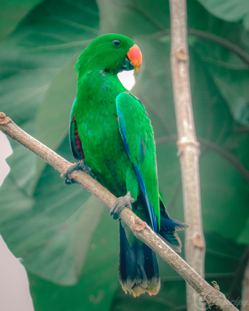 Eclectus Parrots (Eclectus) - Avian Discovery