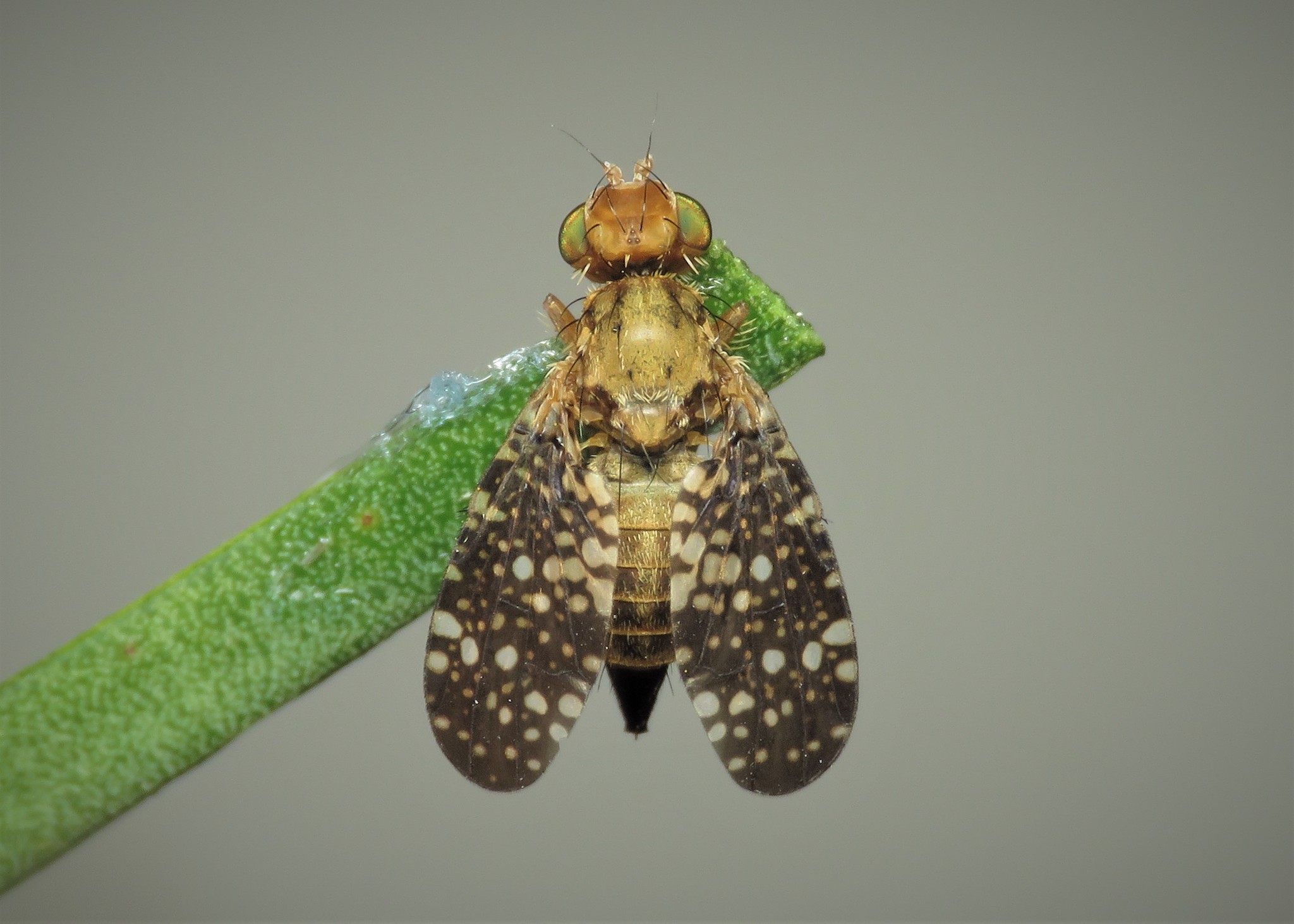 Oxyna flavipennis (Loew, 1844)