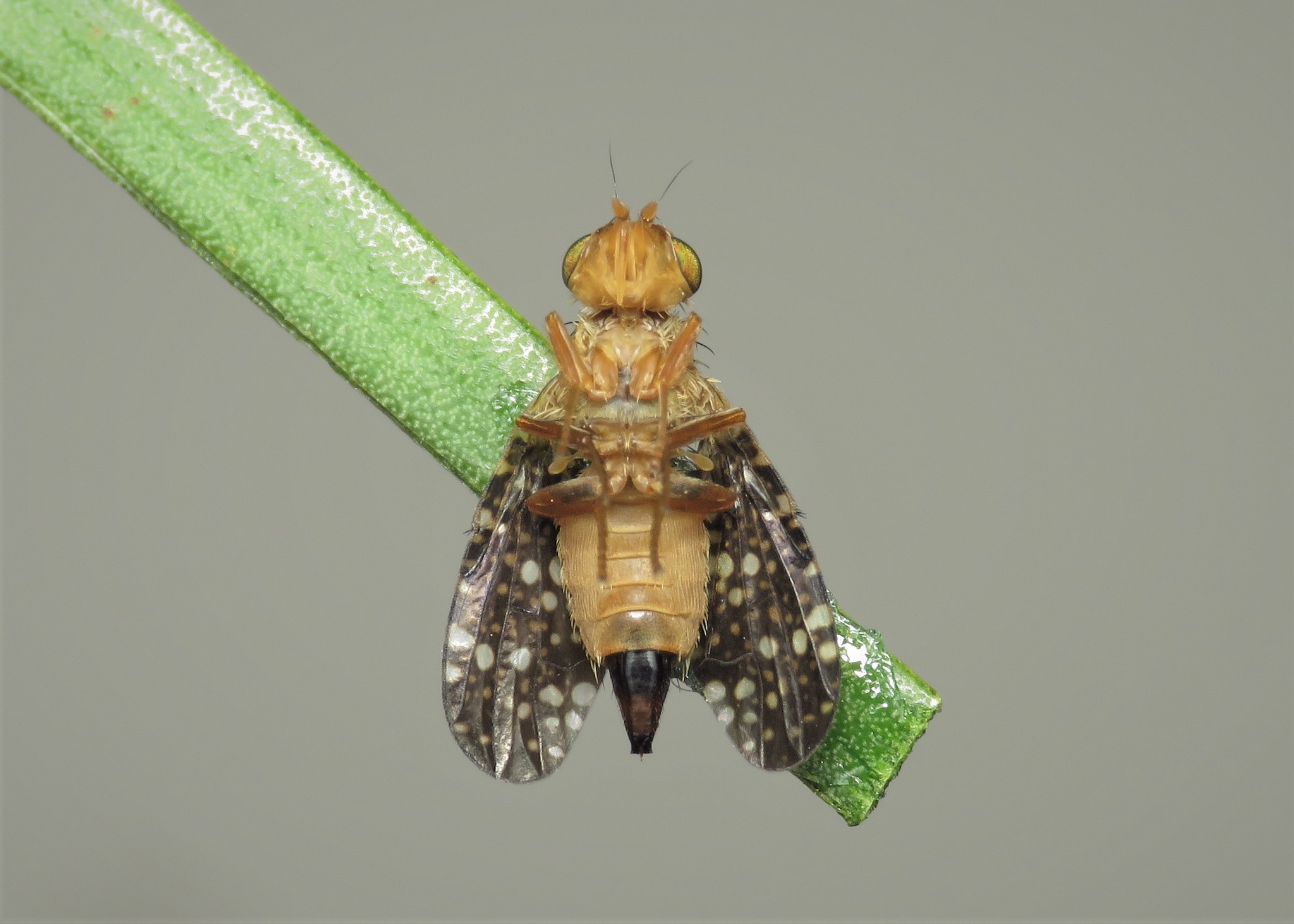 Oxyna flavipennis (Loew, 1844)