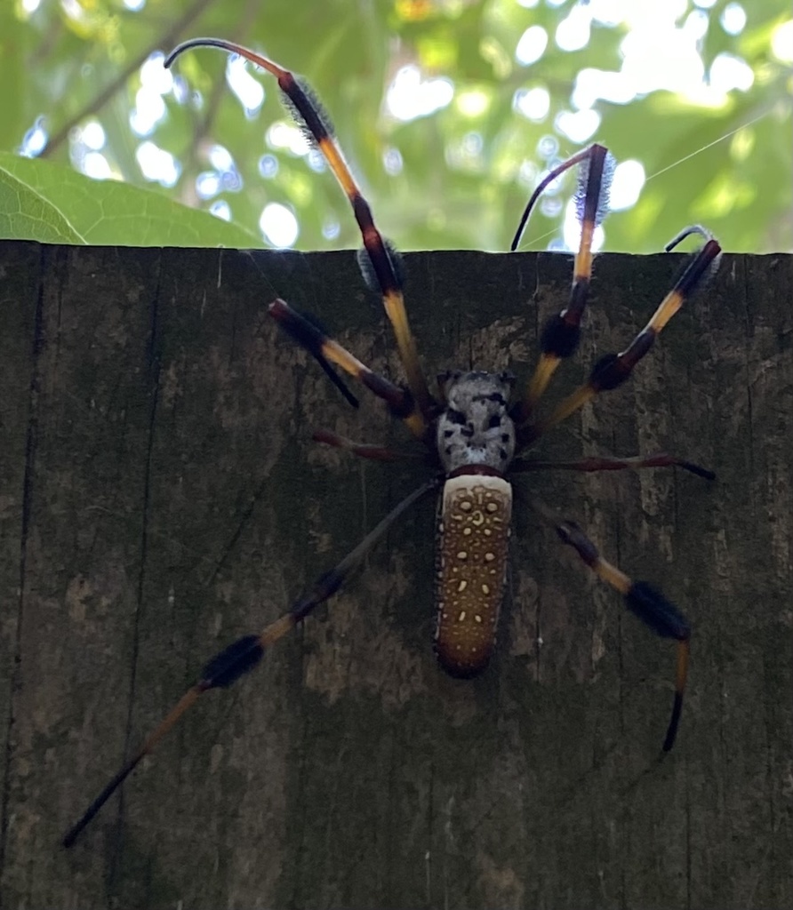 Golden Silk Spider from St. Augustine Alligator Farm Zoological Park ...
