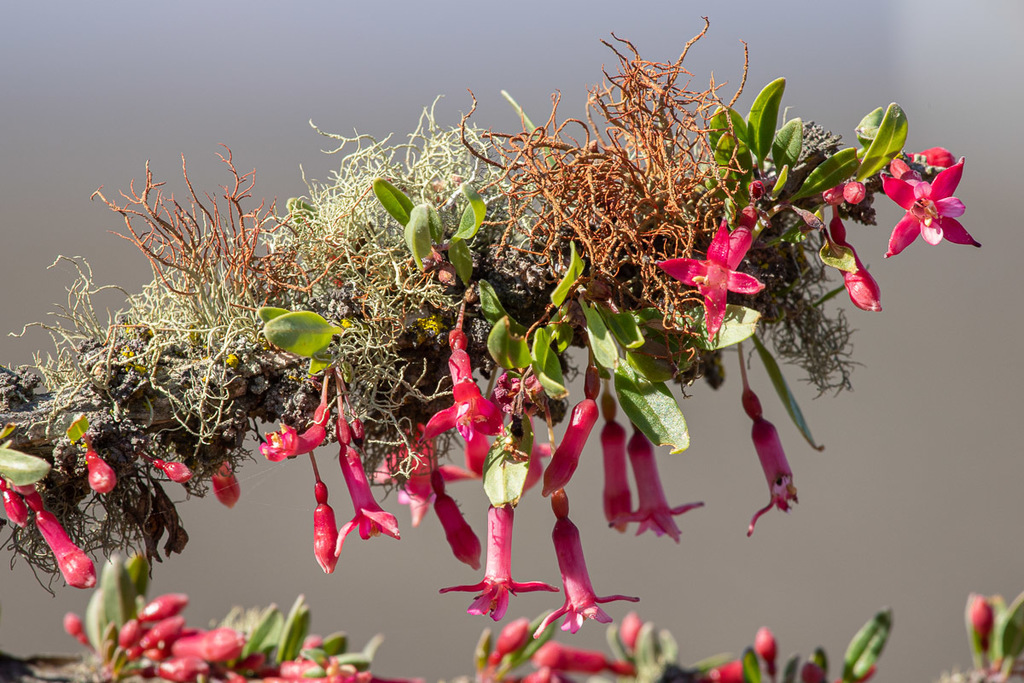 Box-thorn Fuchsia (Flora de la Reserva Natural Municipal Humedal de ...