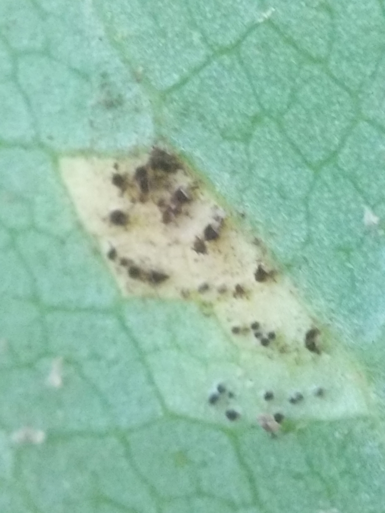 Mayapple Rust from Wayne Township, IN 47374, USA on June 15, 2022 at 07 ...