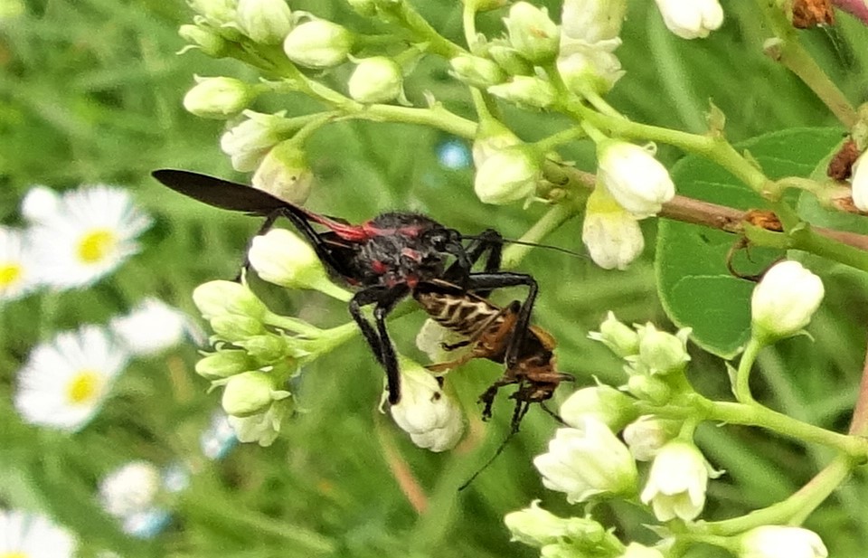 Eastern Bee Assassin from Westmoreland County, VA, USA on June 24, 2018 ...