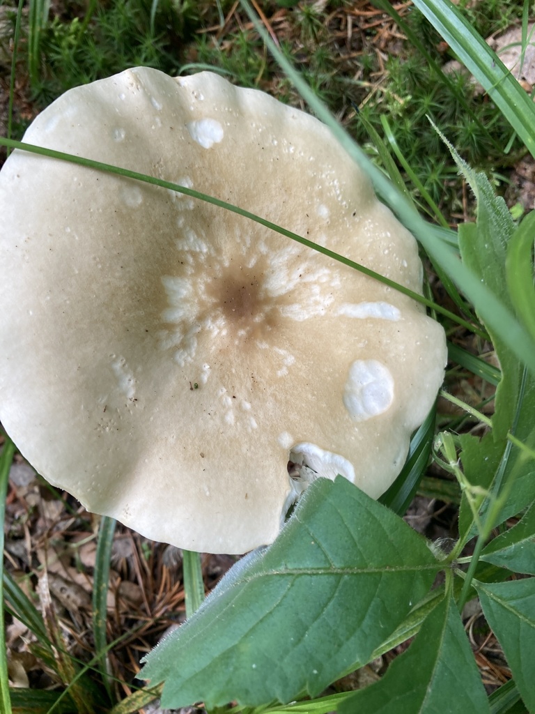 Fungi Including Lichens from Mirror Lake State Park, Wisconsin Dells ...