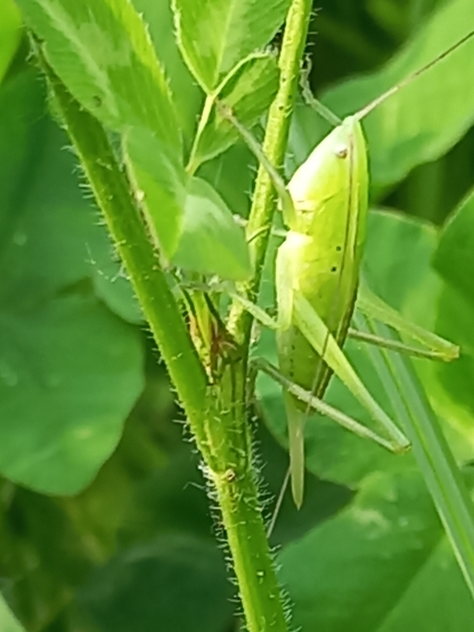 Ruspolia nitidula (Scopoli, 1786)