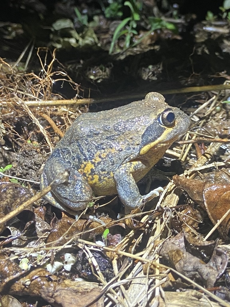 Northern Banjo Frog from Qunaba QLD 4670, Australia on June 16, 2022 at ...