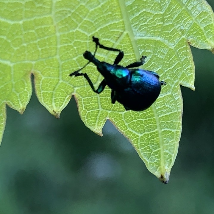 Byctiscus betulae from Klamm, Brand-Laaben, Niederösterreich, AT on ...