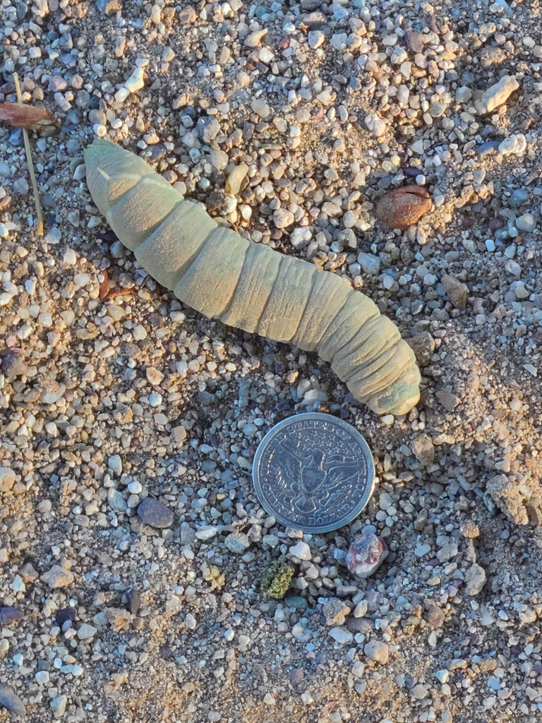 Western Poplar Sphinx from Sierra Vista Southeast, AZ, USA on June 15 ...