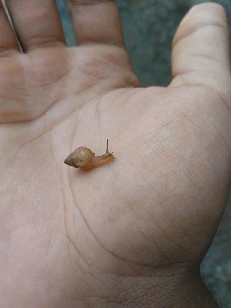 Common Land Snails and Slugs from Bom Jardim - PE, Brasil on May 16 ...
