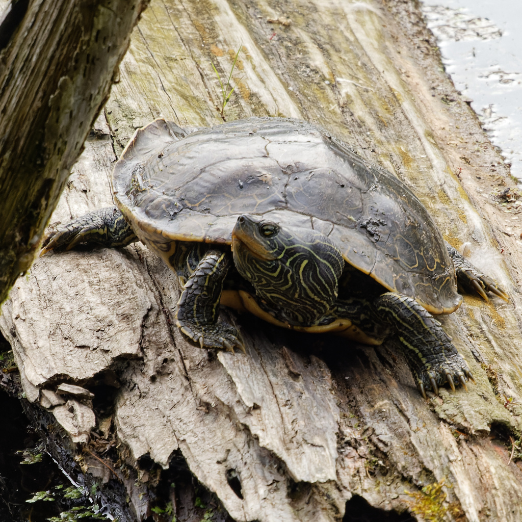 Northern Map Turtle from Allegan County, MI, USA on June 12, 2022 at 09 ...