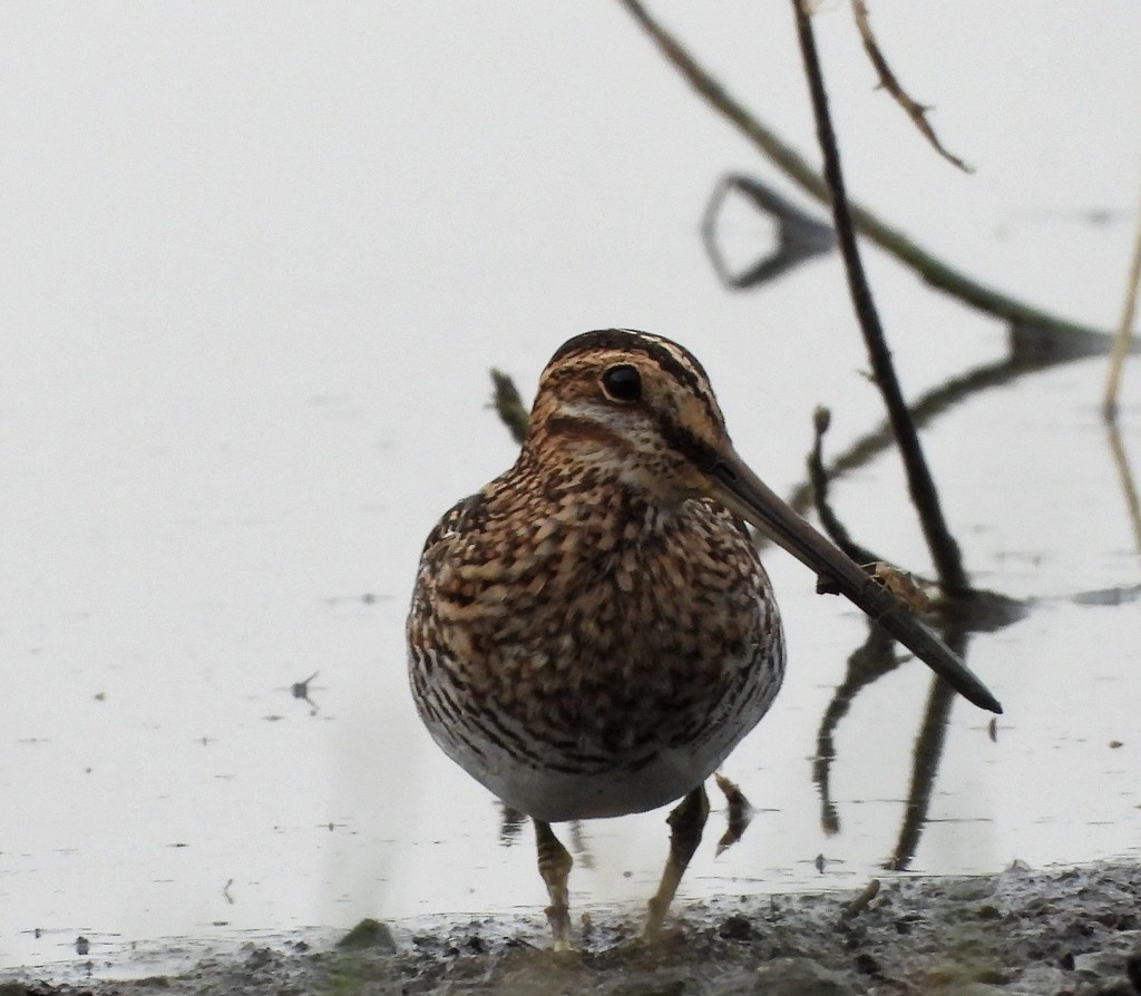 Wilson's Snipe from Shadow Creek Ranch, Pearland, TX, USA on April 16 ...