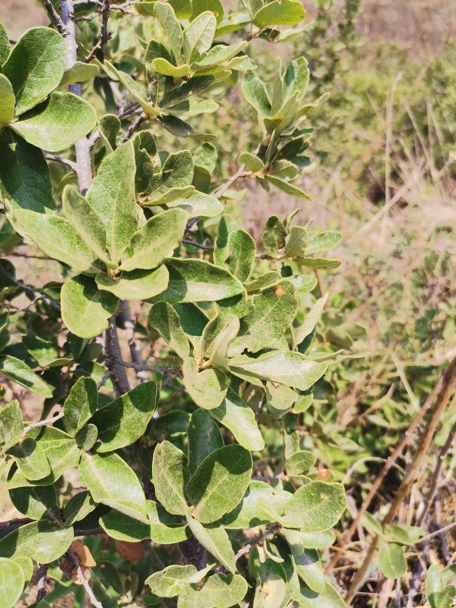 Quercus microphylla Née