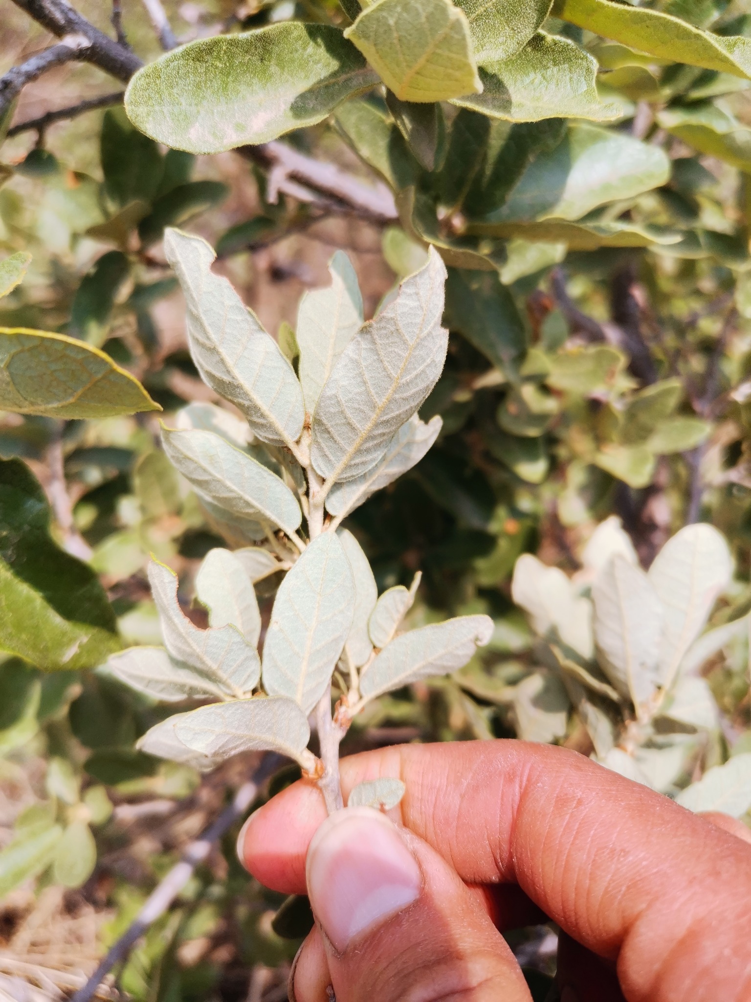 Quercus microphylla Née
