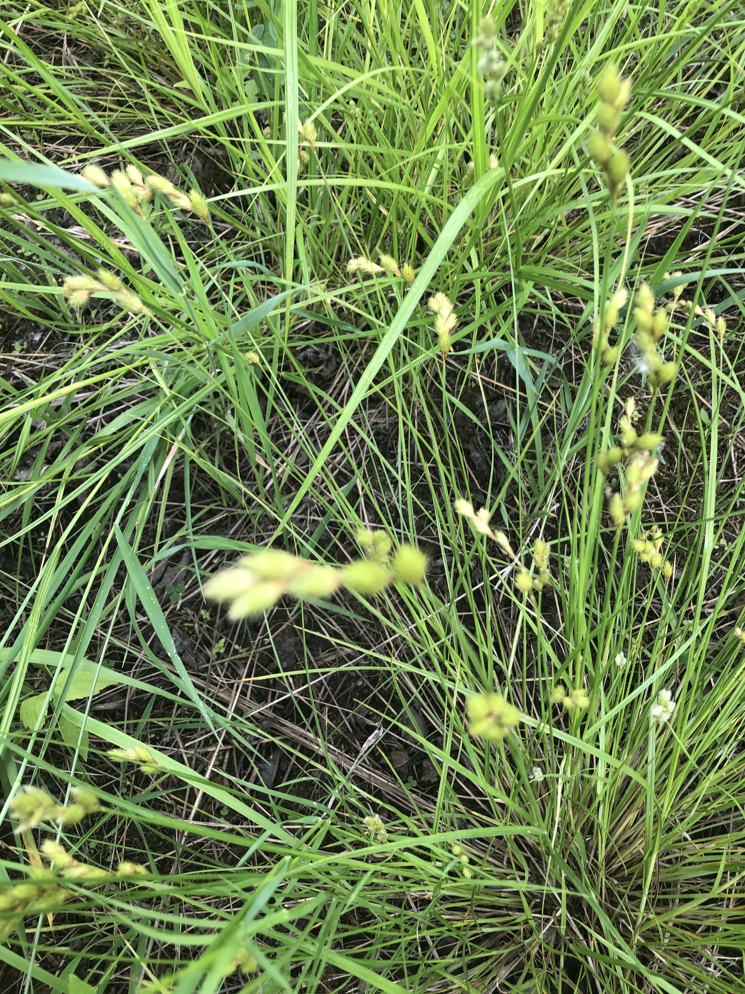 Carex scoparia Schkuhr ex Willd.