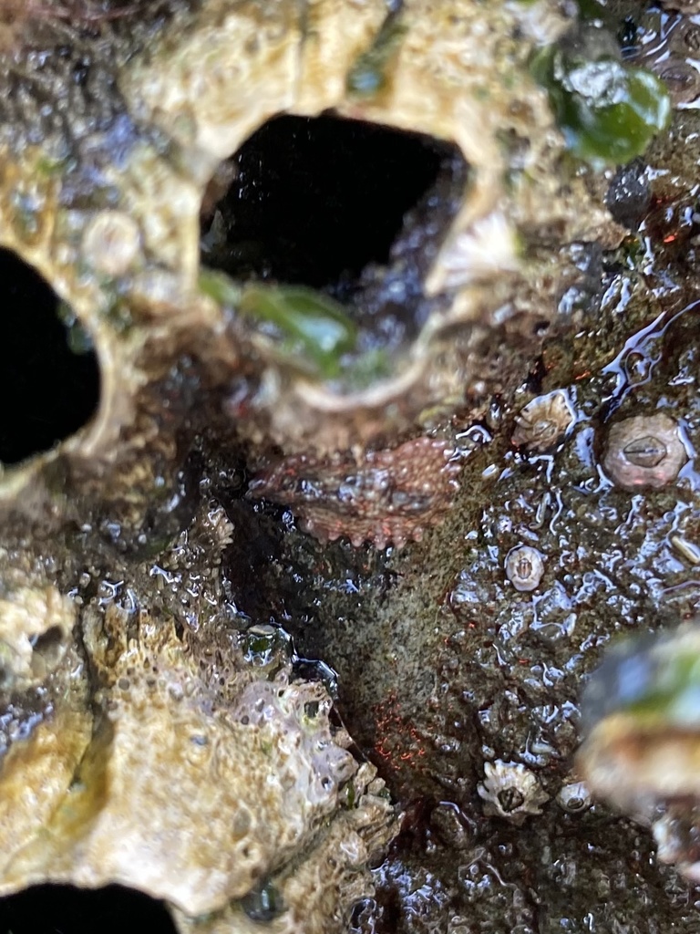 barnacle-eating dorid from Tongue Point Rd, Port Angeles, WA, US on ...
