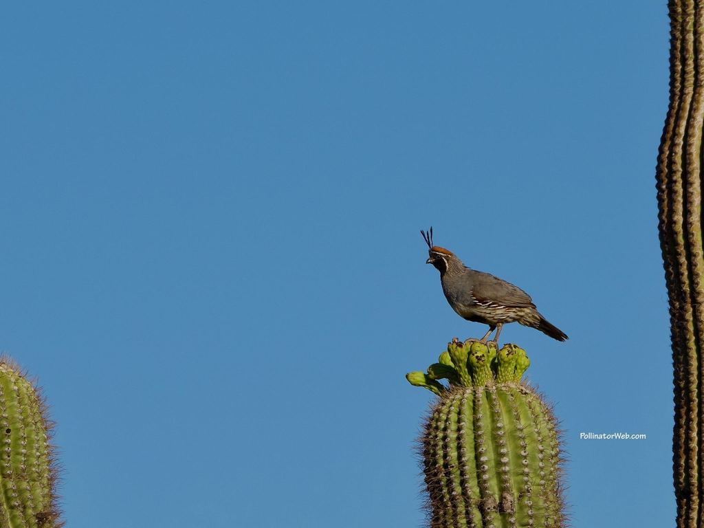Gambel's Quail from Desert View Village, Phoenix, AZ, USA on June 15 ...