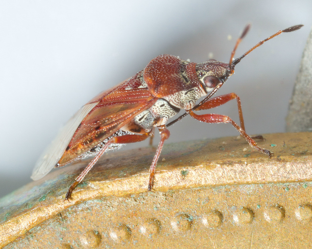 Birch Catkin Bug from Flatrock, NL, Canada on June 13, 2022 at 02:10 PM ...