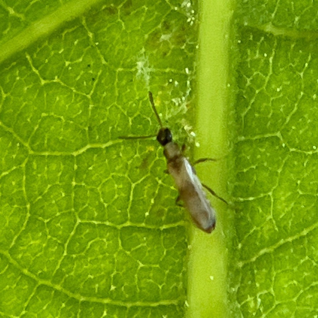 Winged and Once-winged Insects from EwA at the Fells on June 15, 2022 ...