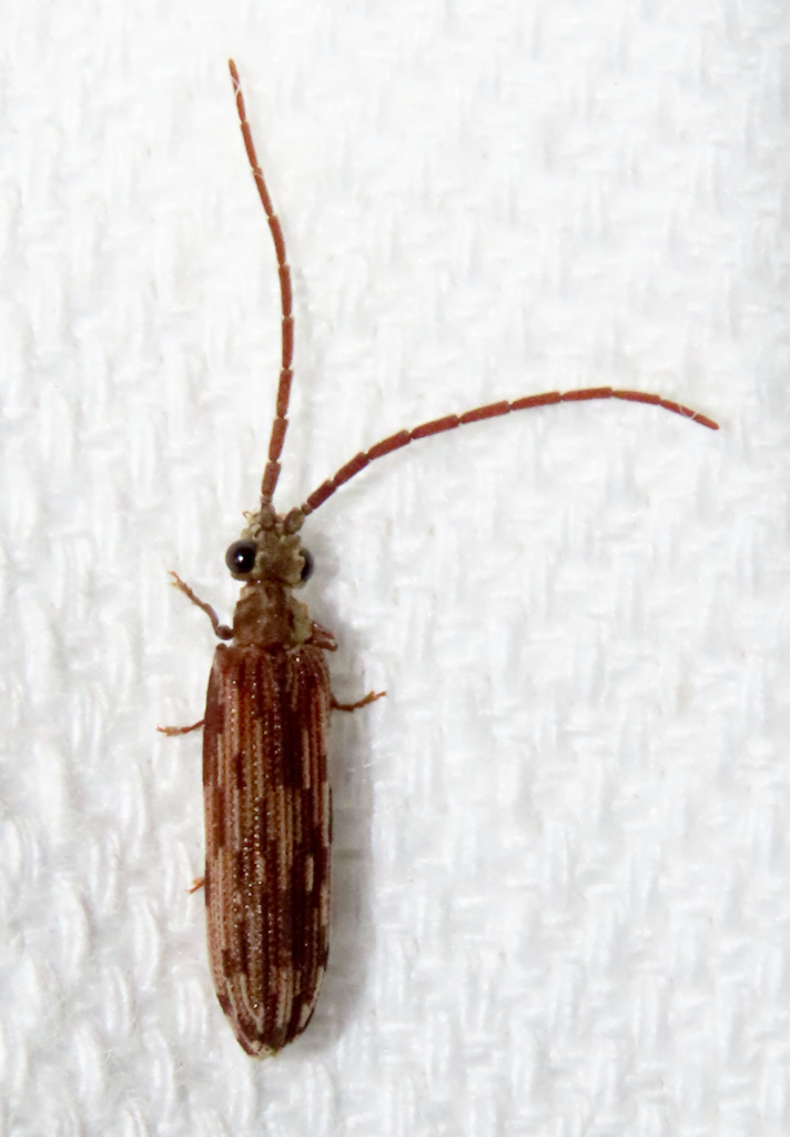 Cupedidae