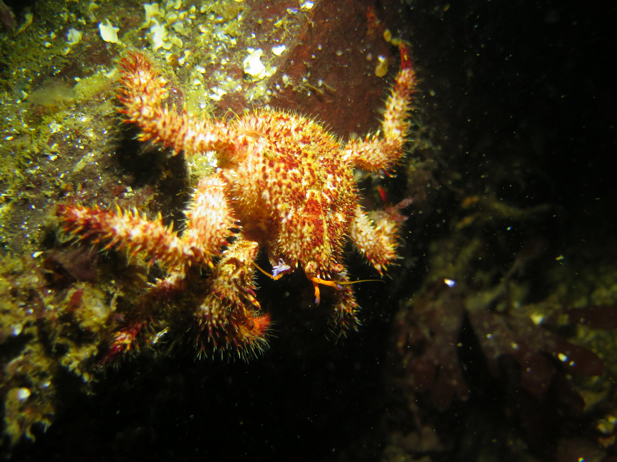 Acantholithodes hispidus (Stimpson, 1860)